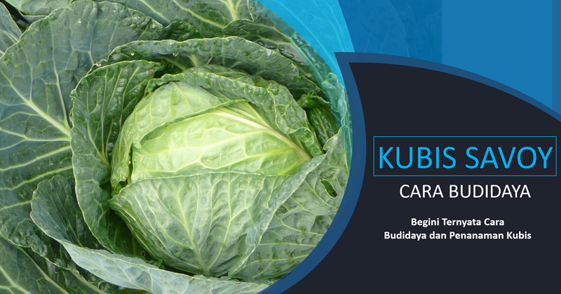 Cara Budidaya Dan Perawatan Kubis Savoy | JogloNesia