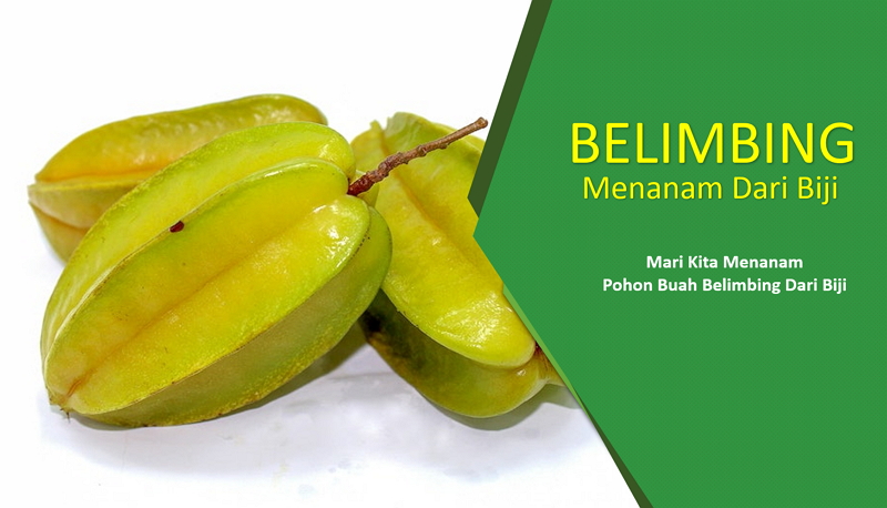 Cara Menanam Pohon Belimbing Dari Biji (Averrhoa carambola L.)