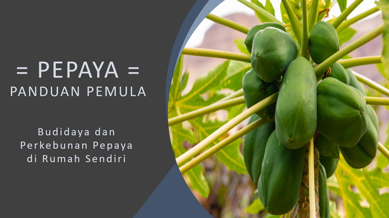 Cara Budidaya Pepaya Agar Cepat Berbuah | JogloNesia