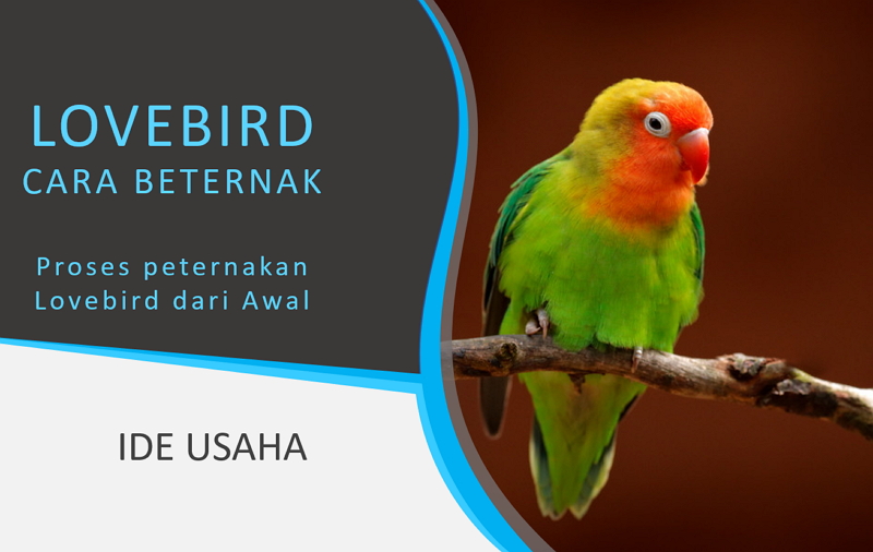 Bagaimana Cara Beternak Burung Lovebird di Rumah | JogloNesia