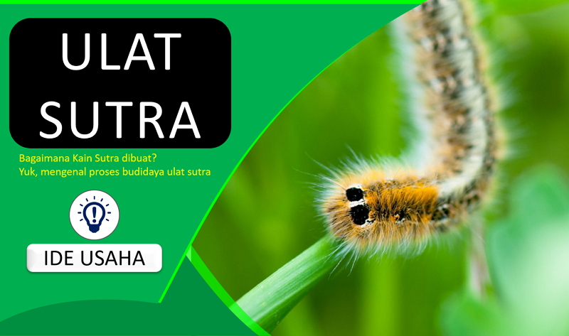 Mengenal Peternakan Ulat Sutra (Bombyx mori) | JogloNesia