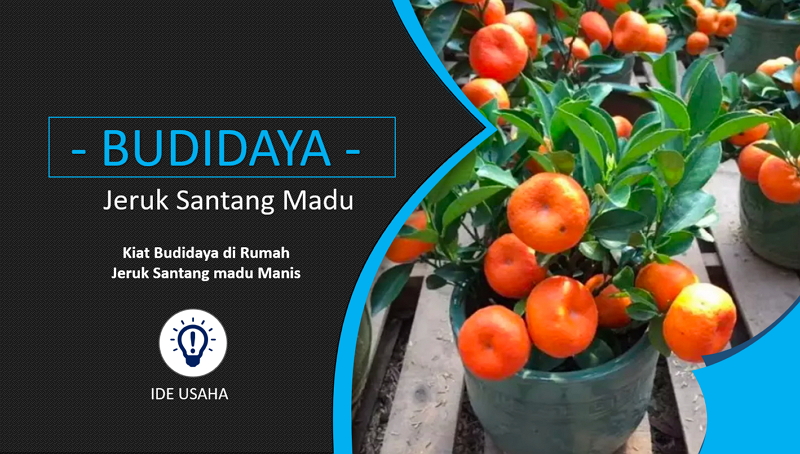 Budidaya Jeruk Santang Madu di Kebun Rumah | JogloNesia