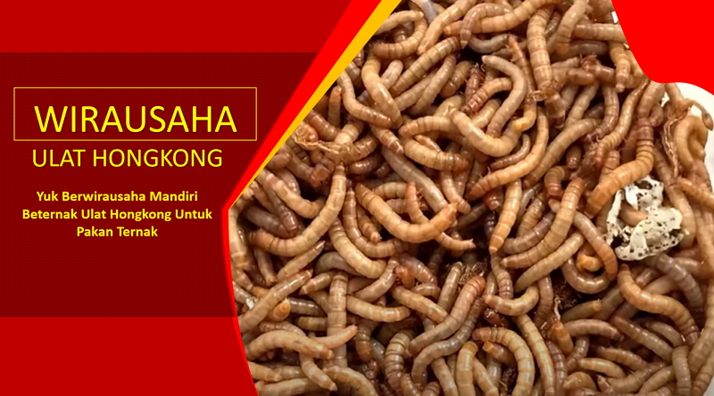 Ingin Tahu Cara Budidaya Ulat Hongkong? | JogloNesia