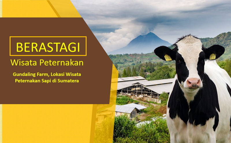 Wisata Peternakan Sapi di Berastagi - Gundaling Farm