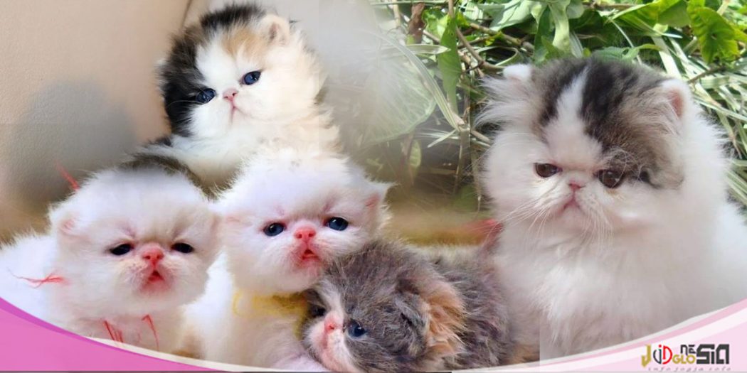 Rahasia Cara Merawat Kucing Persia Umur 2 Bulan Tanpa Induk