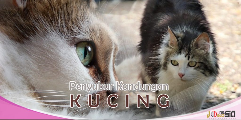 Penyubur Kandungan Kucing Agar Kucing Cepat Hamil